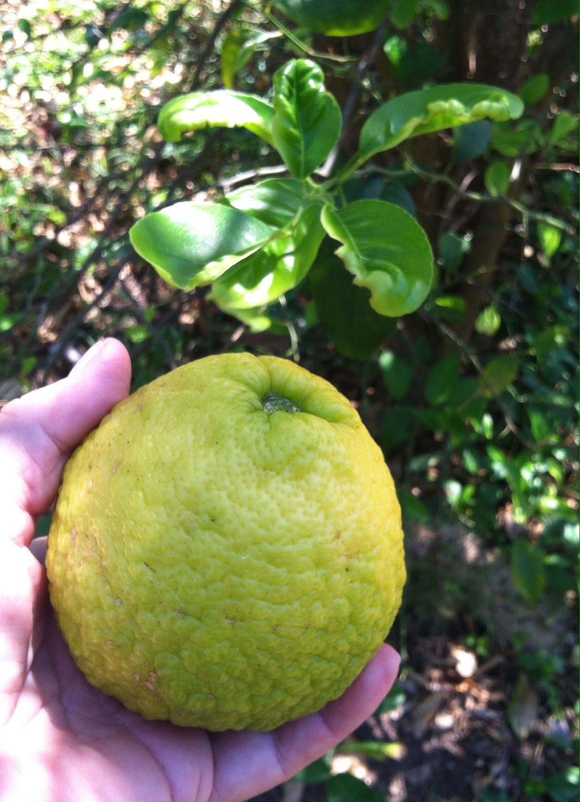 FALSE BLUFF NICARAGUA: Toad lemon??
