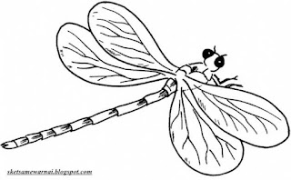 Sketsa Mewarnai Gambar Capung - Sketsa Mewarnai
