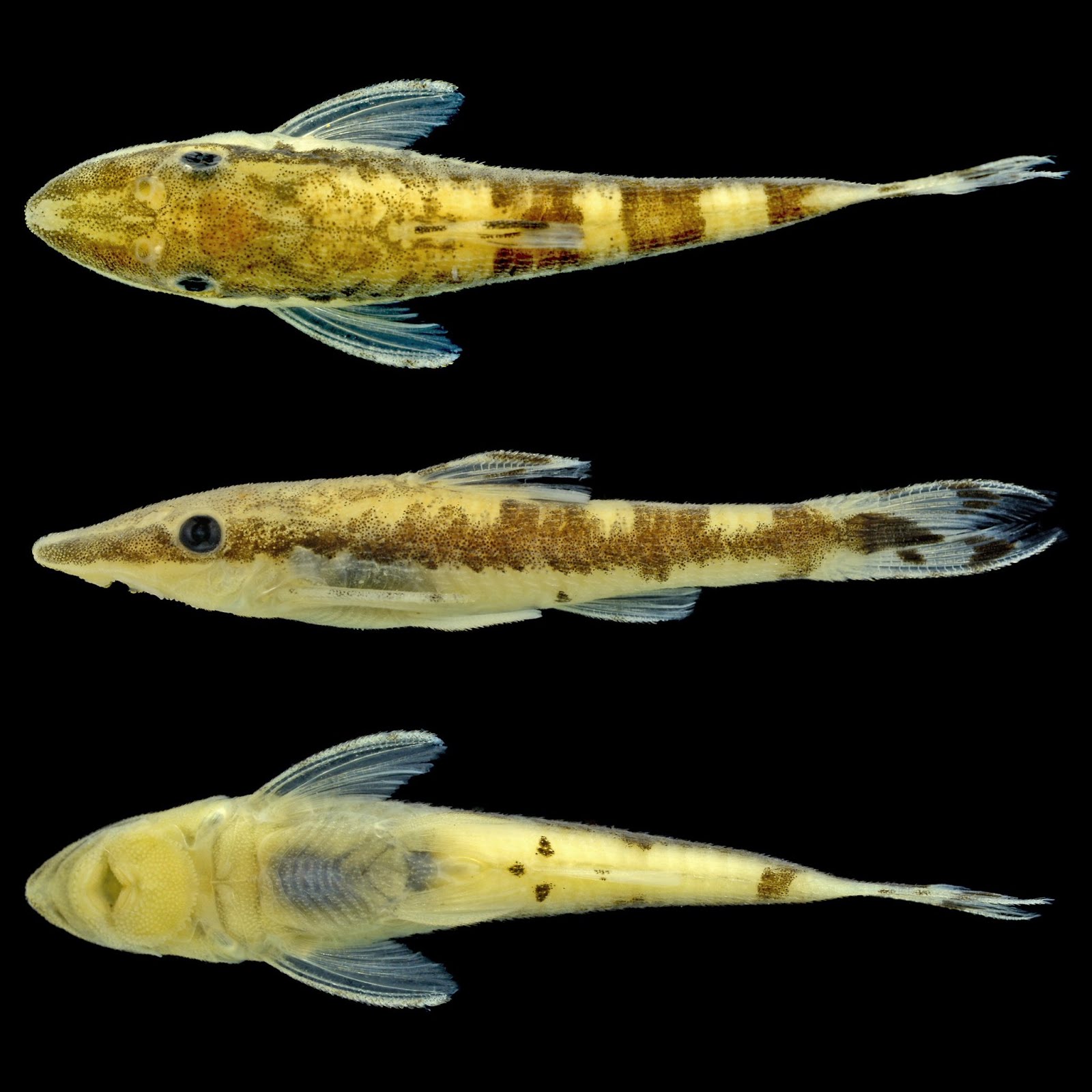 Species New to Science: [Ichthyology • 2018] Curculionichthys scaius ...