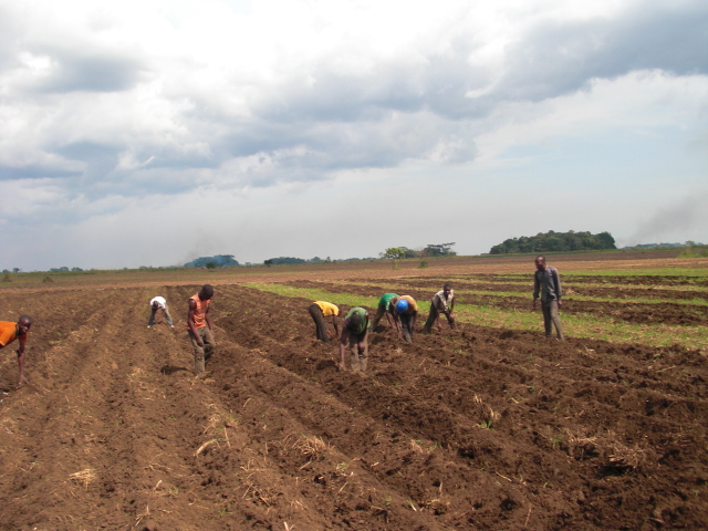 Crop Ideas: Congo Update 4/21/2013