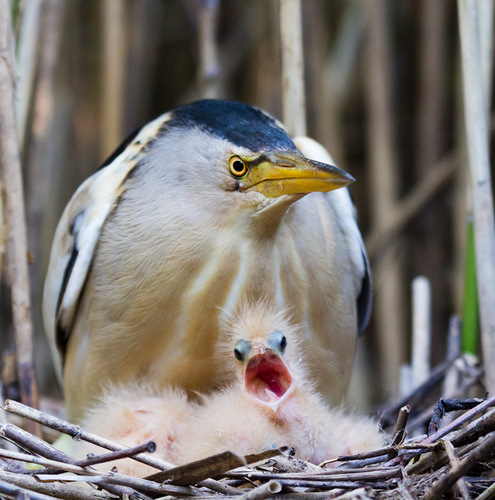 Content in a Cottage: Awkward Baby Bird