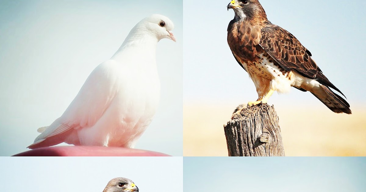 Hawks and Doves of Inflation