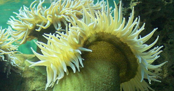 Variety of Life: Dendrophylliidae