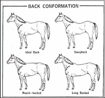 Horse Life and Love: All About ... Horse Conformation