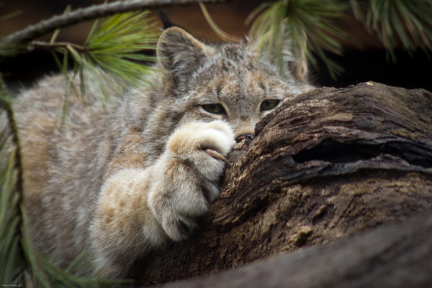 White Wolf : Canadian Lynx And Their Amazing Big Paws (14 Pics)
