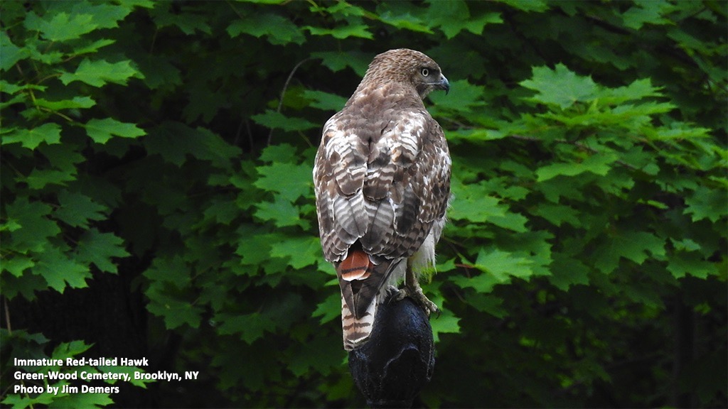 The City Birder: Three Generations of Hawks