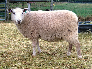 S'More Shetland Sheep