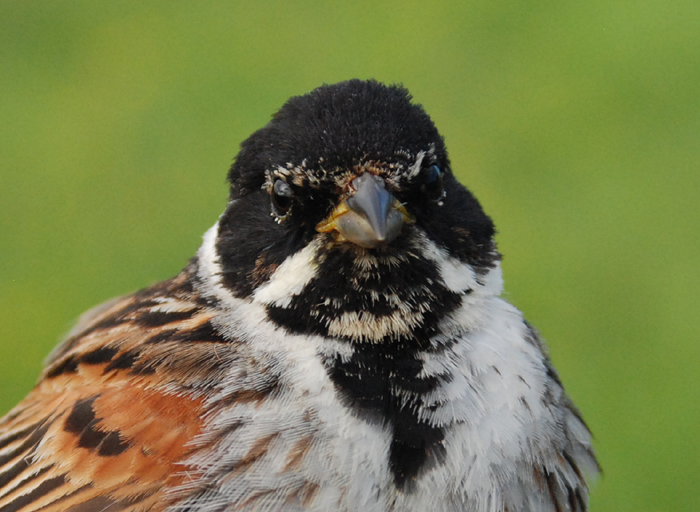 Birding with Faab.: The Scouse Experience