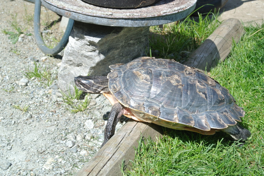 stormidae: turtles at home: part 1, Buddy and Yurdle