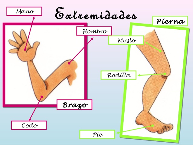 Conociendo mi cuerpo: Las extremidades