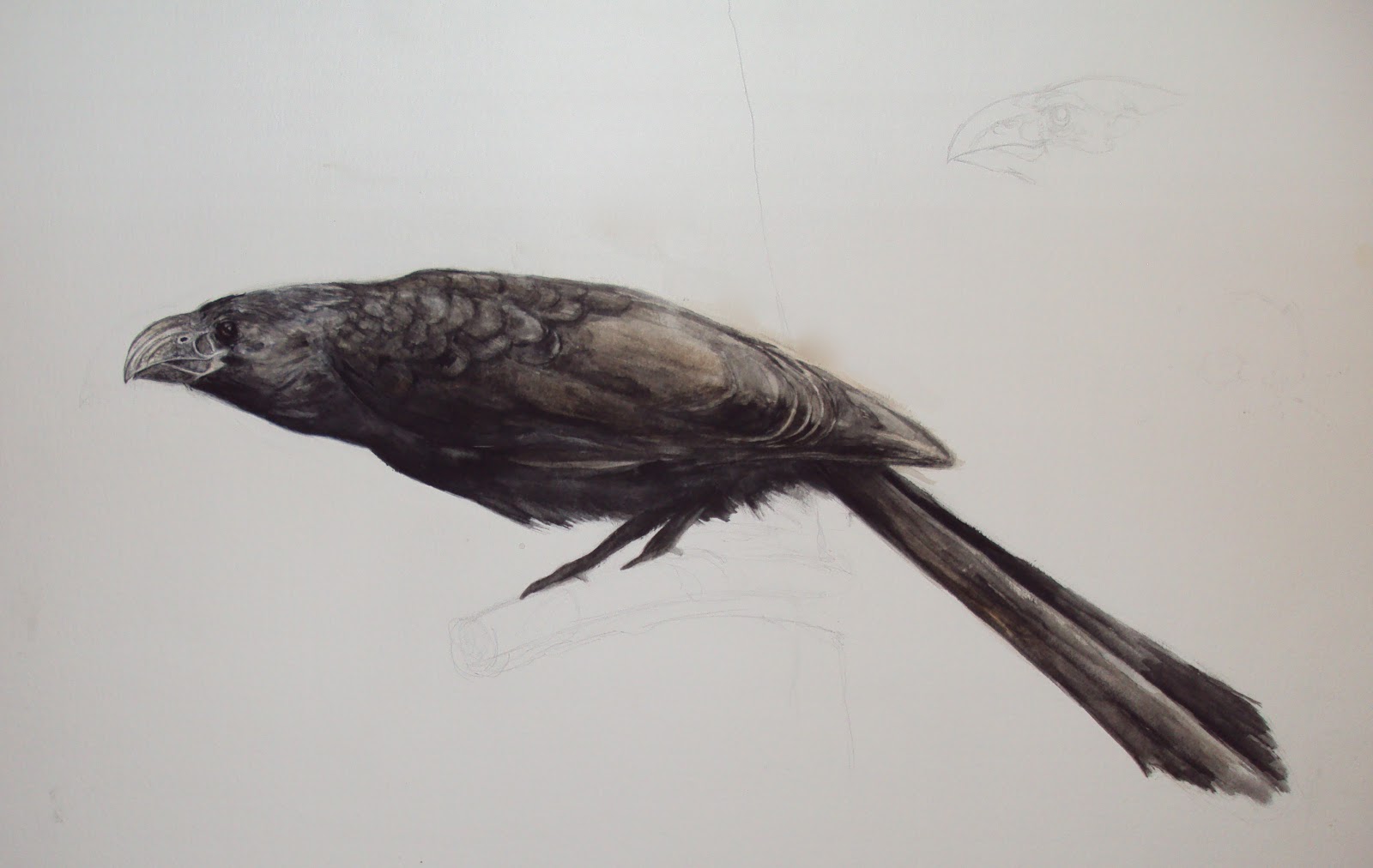 Drawings....: Scientific Illustration