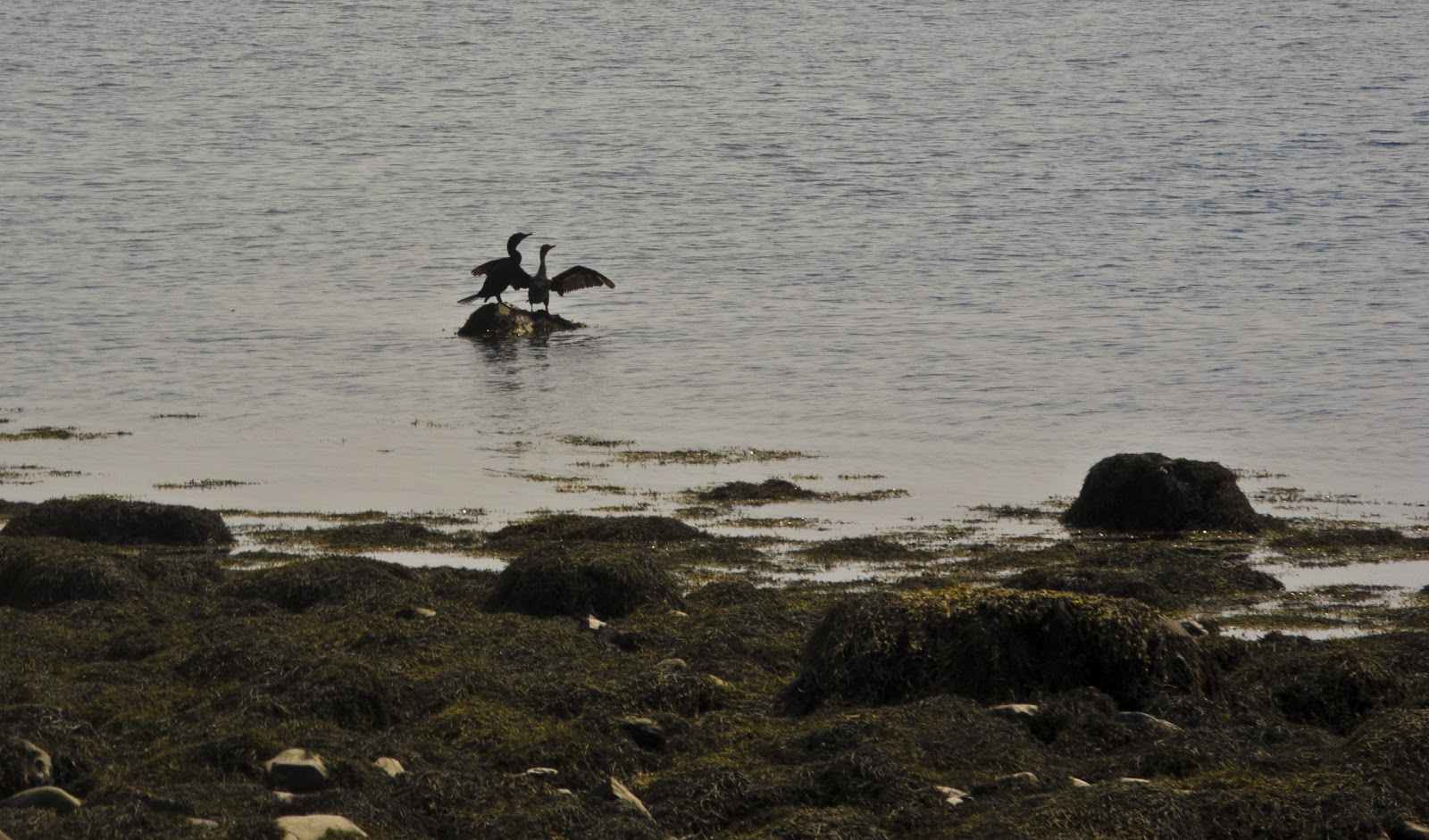 Connecticut Explorer: Silver Sands State Park and Charles Island