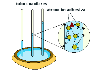 fisica hidraulica: adherencia, capilaridad y cohesion