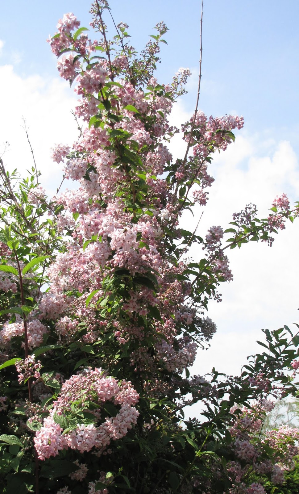 Rothenblog: Der Sternchenstrauch, die Deutzie blüht prächtig