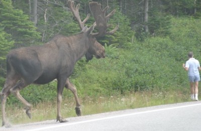 Newfie Jokes! and all da' FUNNIEST pictures!: Huge Moose Chasing ...