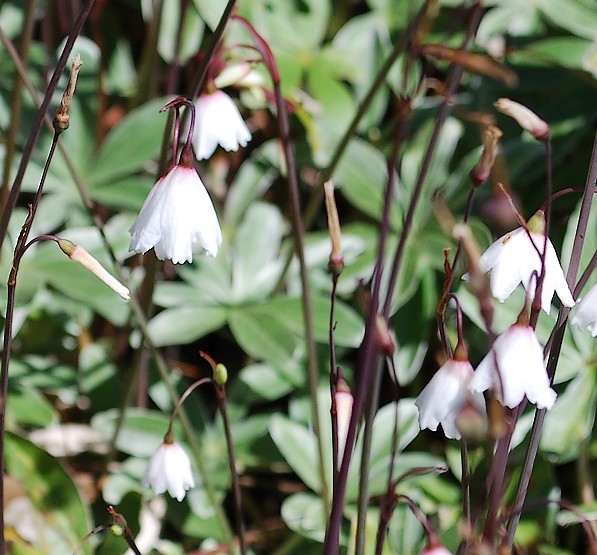 Flore sauvage en Suisse (et Jardins botaniques): LEUCOJUM AUTUMNALE L.