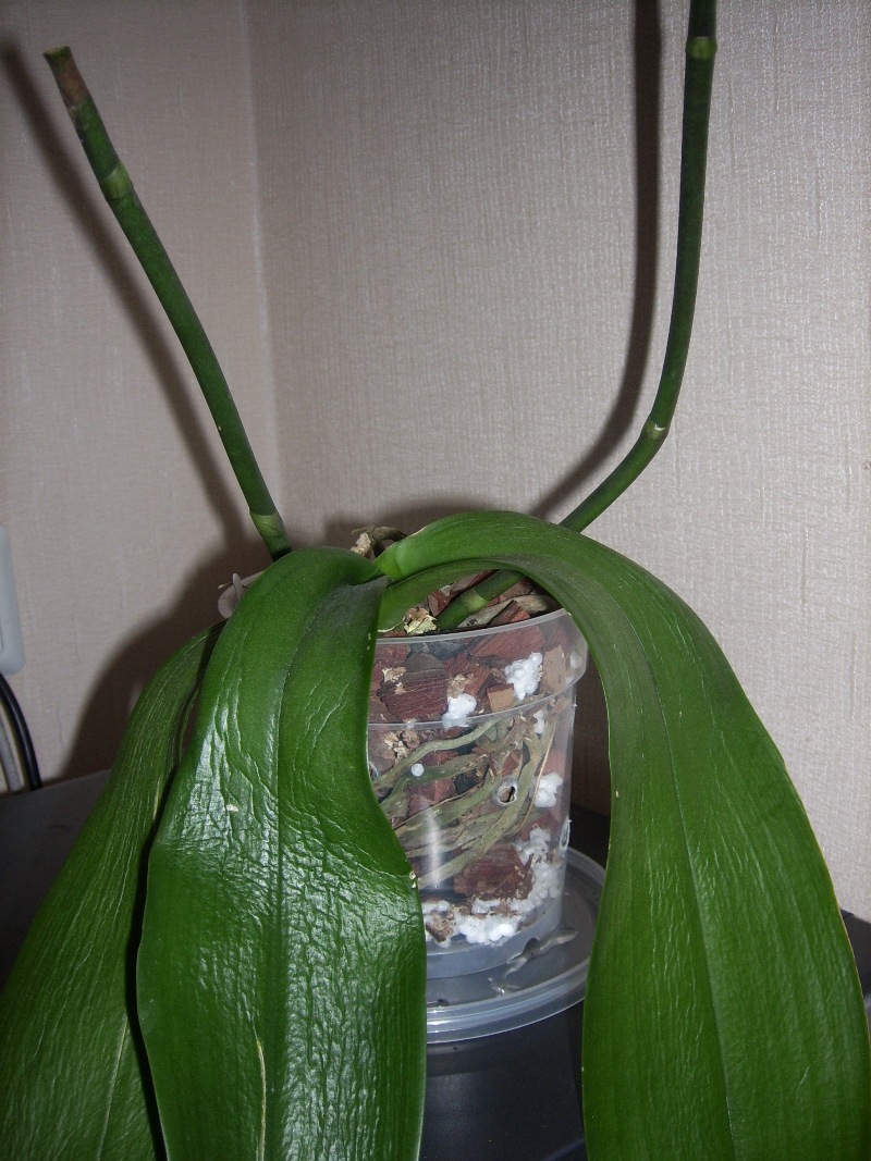 Annela lilleaed: Suureõieline kuuking (valge)