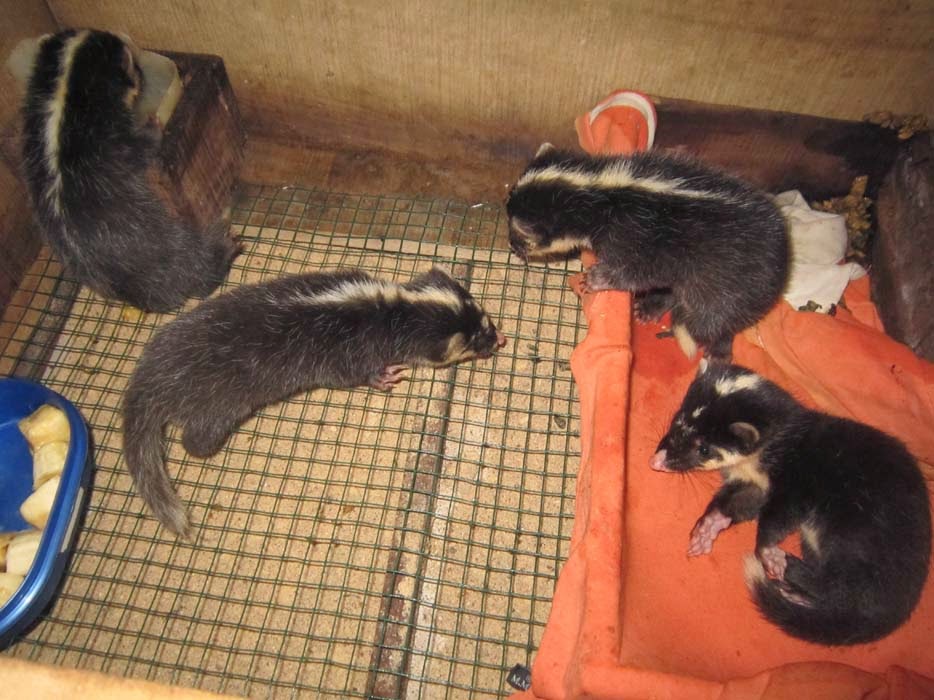 Pasaran Harga Musang | Drh. Fira Sovica