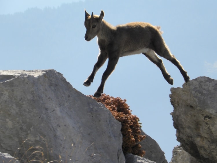 French Vocabulary Illustrated: cabri