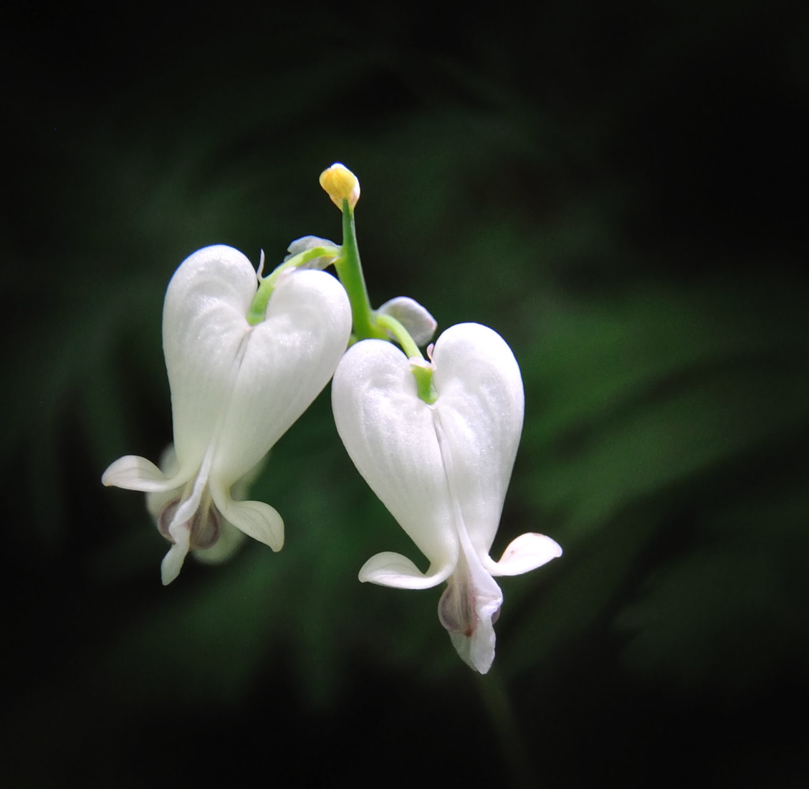 Discover West Virginia: Spring Wildflowers of the New River Gorge: Big ...