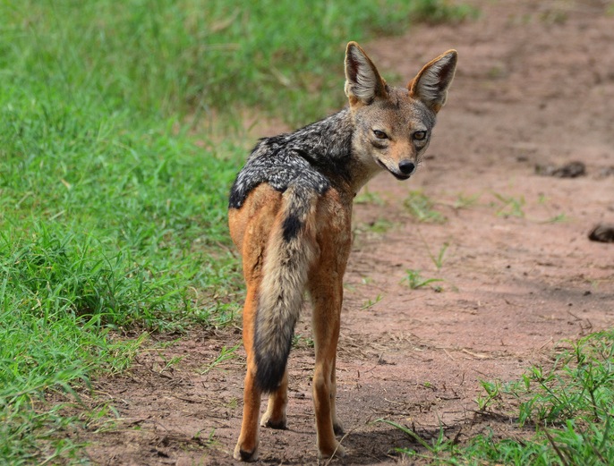 Mythology and Folklore UN-Textbook: Africa: Adventures of Younger Son ...