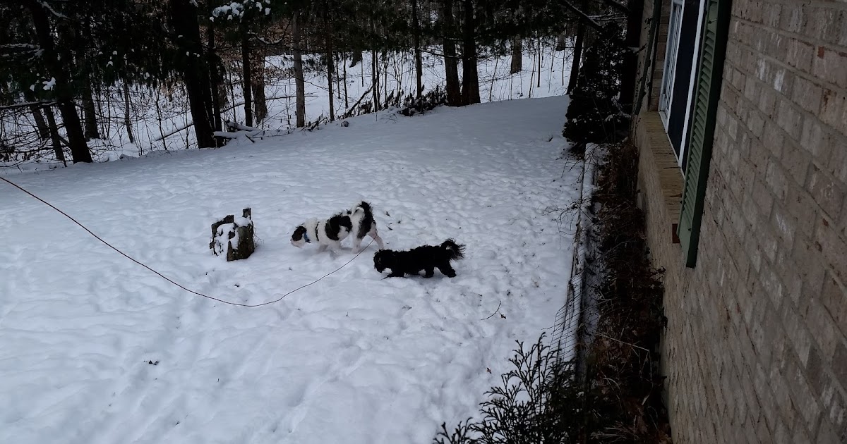 Home*School*Home: And ... back to the January blahs.