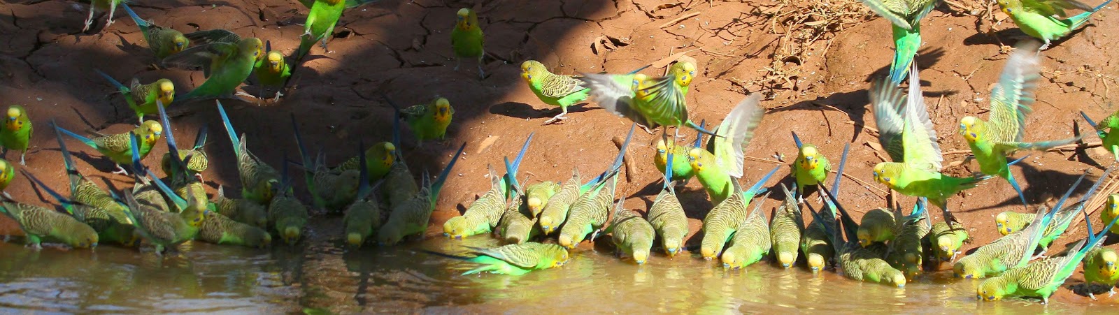 Richard Waring's Birds of Australia: Budgerigars, Zebra Finches, and ...