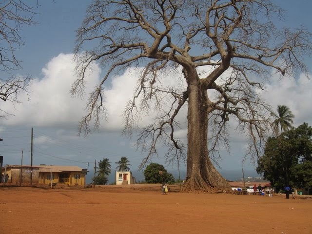 Giant Trees From Around The World: Cotton trees