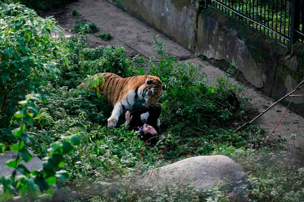 Horrifying photos: Siberian tiger mauls defenceless zoo keeper - Feezyyblog