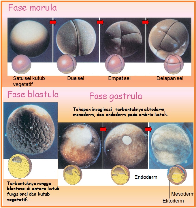 48+ Fase Perkembangan Embrio Hewan Vertebrata