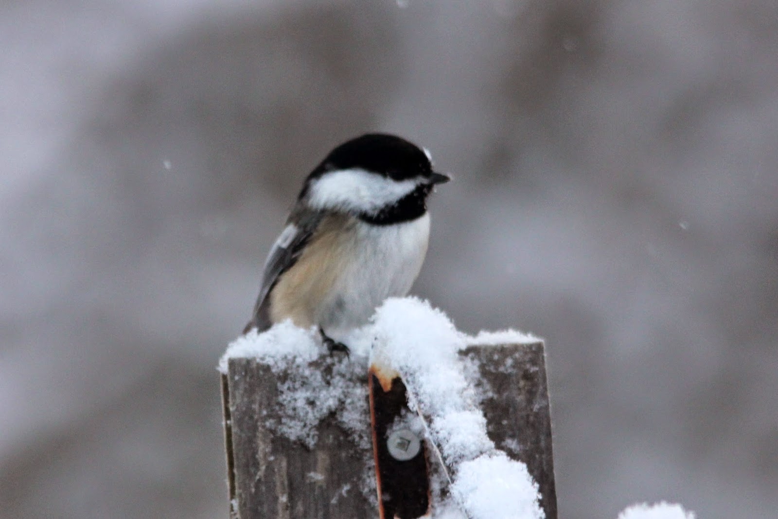 Here and There: Day 12 - 12th January 2015 - Chickadees, Snow and a Fence