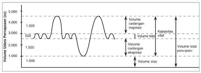 Volume udara pernapasan pada manusia