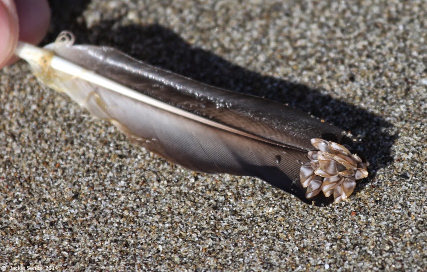The Natural History of Bodega Head: Pelagic barnacles attached to a...