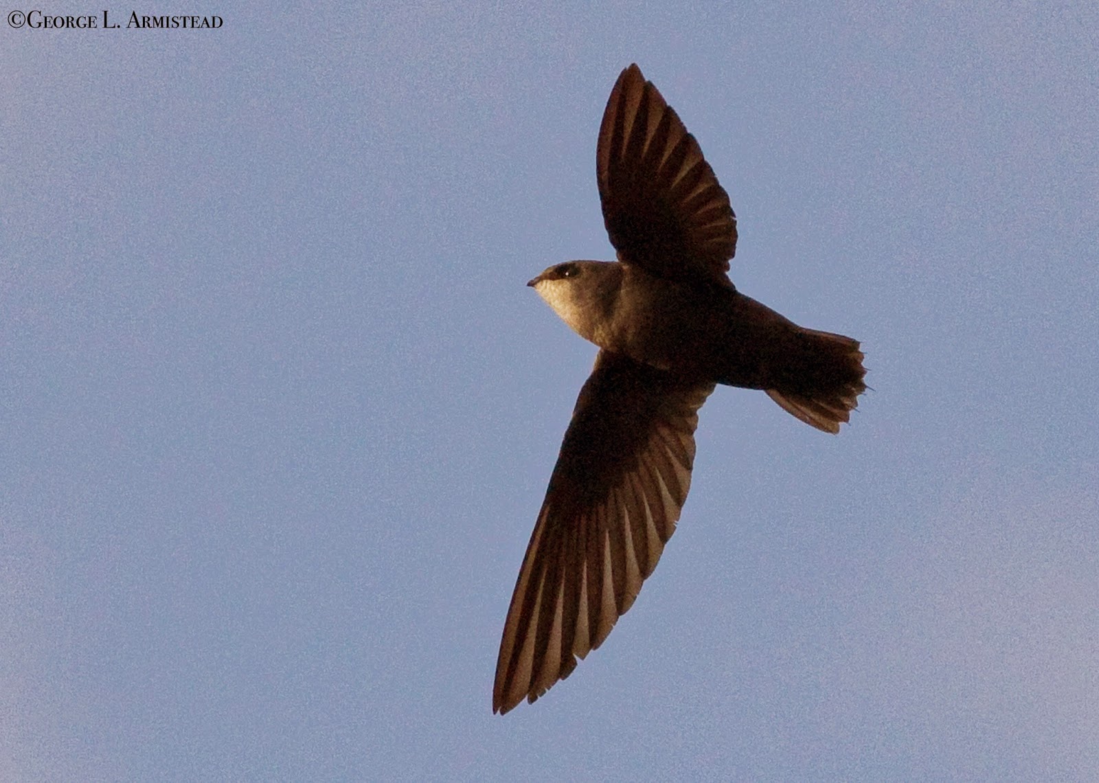 Delaware Valley Birding: Departures: The Chimney Swift for one...