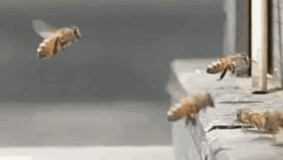 Honey Bee HD wallpapers ~ Wild Life