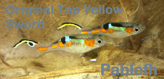 ENDLER POECILIA WINGEI Livebearers Cumana Area @endlerpoeciliawingei ...