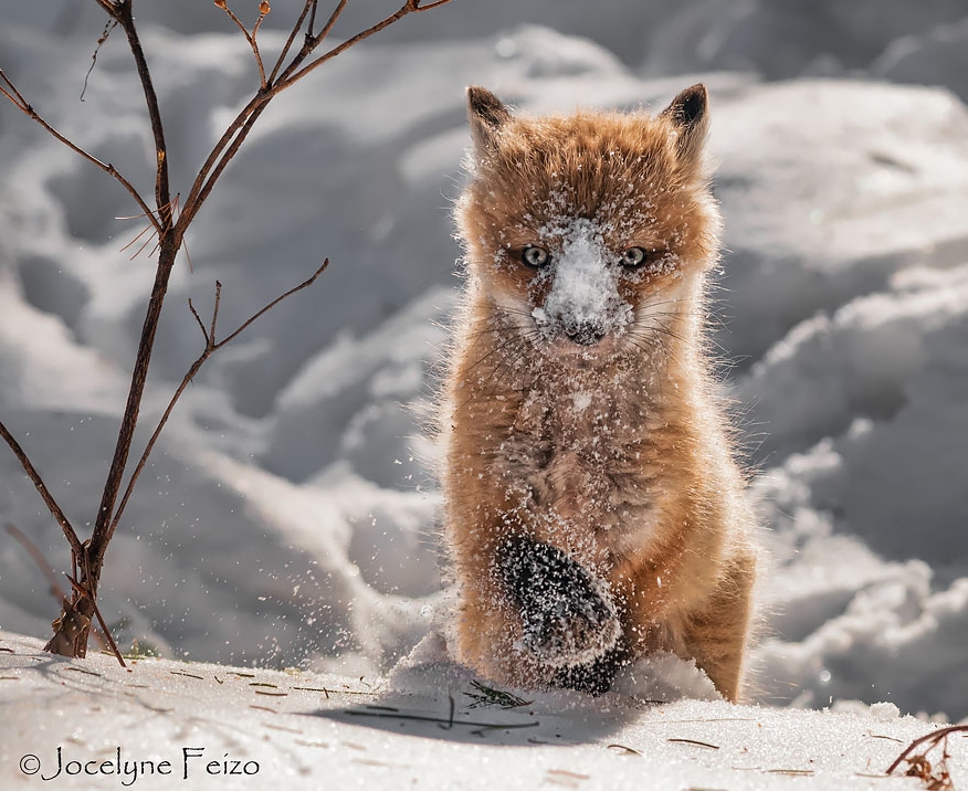 White Wolf : Cute And Wild: These Adorable Baby Foxes Are Just What You ...