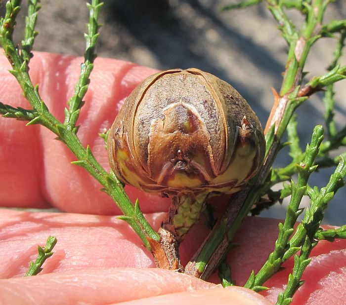 Esperance Wildflowers: Callitris pyramidalis - Swamp Cypress