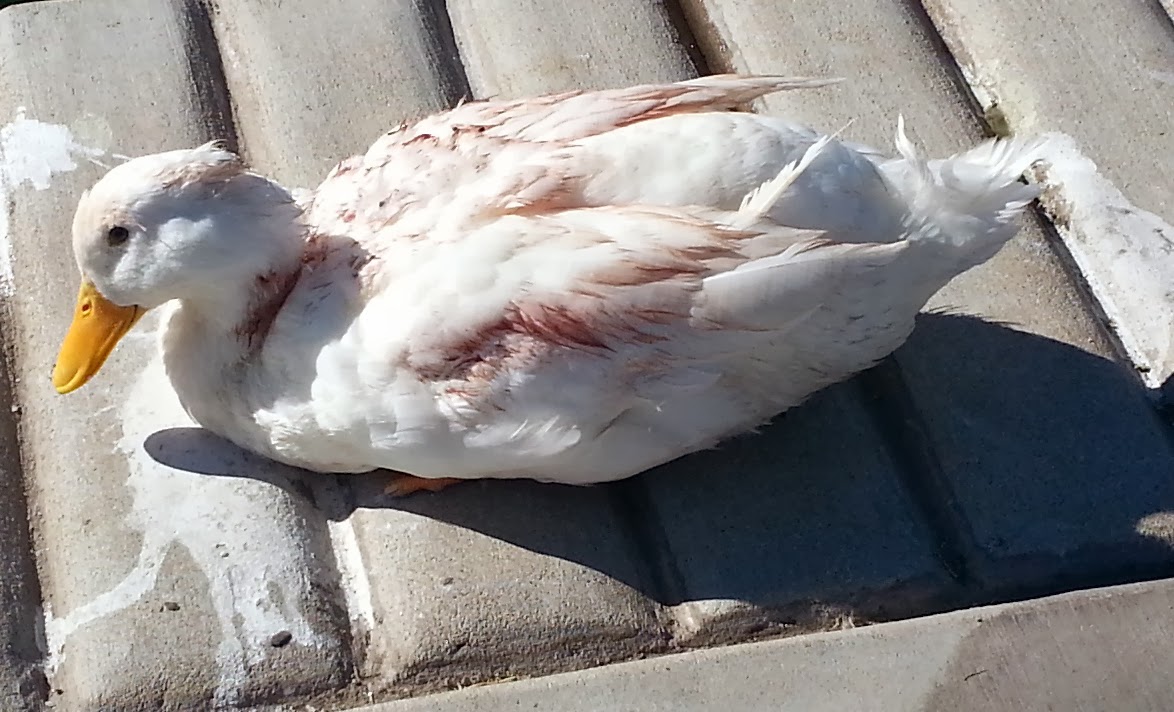 The Burrow: A Day at the Duck Pond