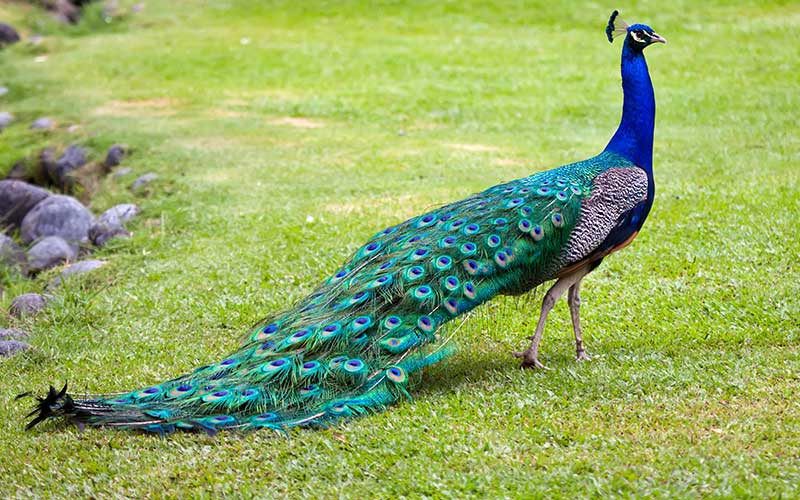 PAVO REAL