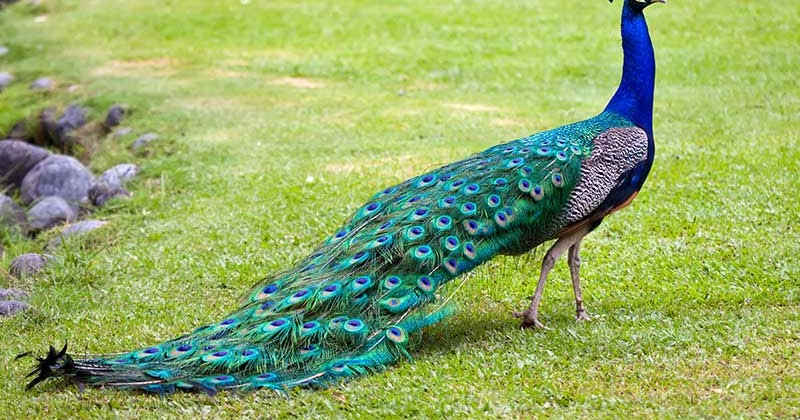 PAVO REAL