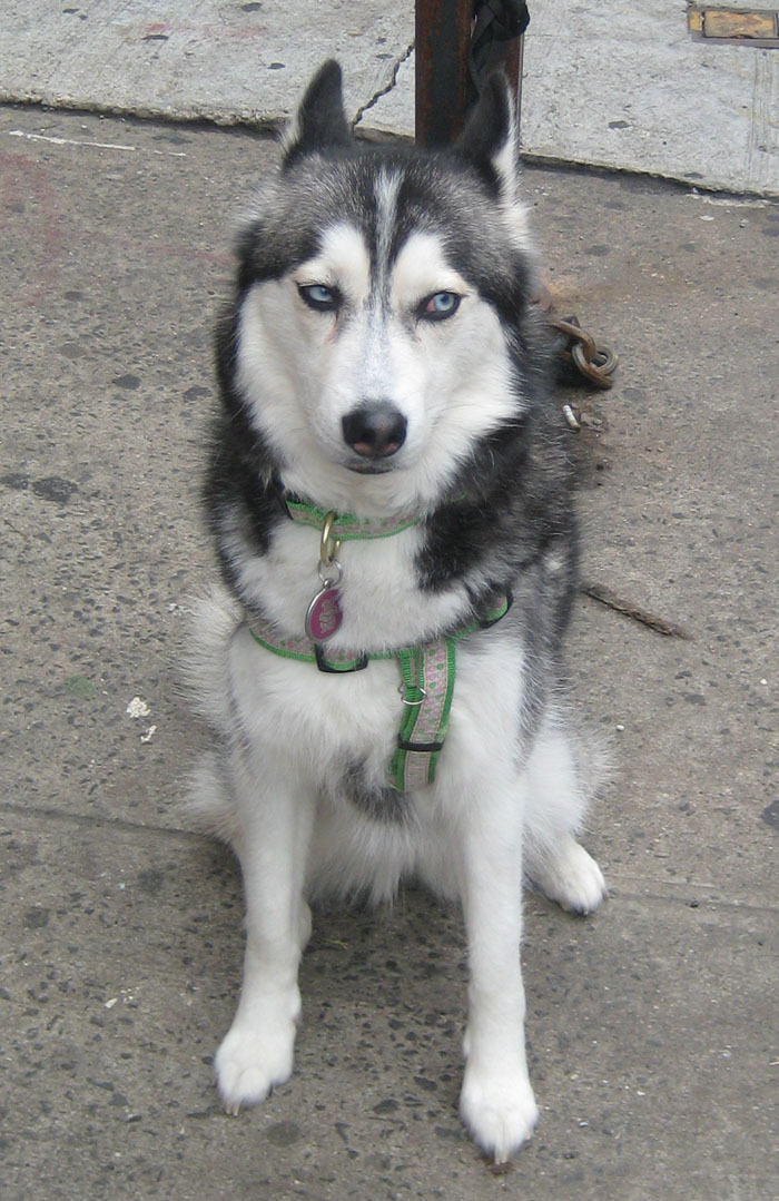 Jessica Eats: JESSICA EATS NEW YORK: Part III 2011