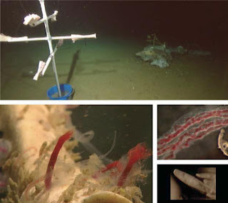 The Coastal Paleontologist: Bone-eating zombie worms, part 3: Osedax ...