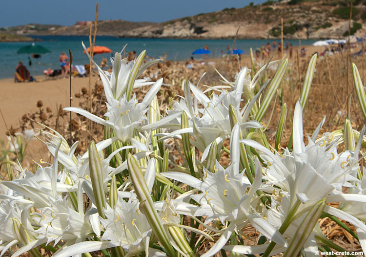 Φυτοσυμβουλές by Fleurs: Κρίνος της θάλασσας και Πικραγγουριά "Τα ...