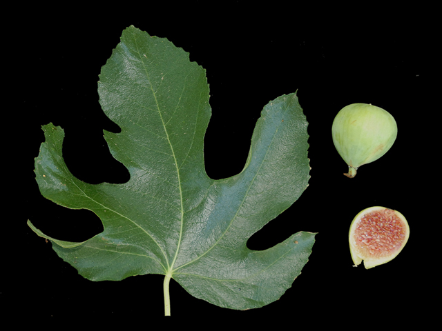 Caprifig Q Fig - Var Tin