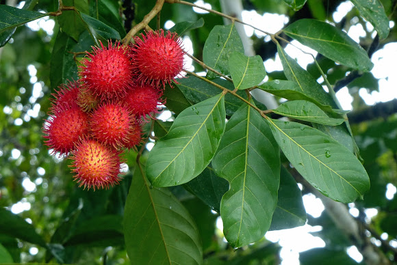 shiatoshi: Rambutan Plants Cultivation ,Growing ,Care, Use and its ...