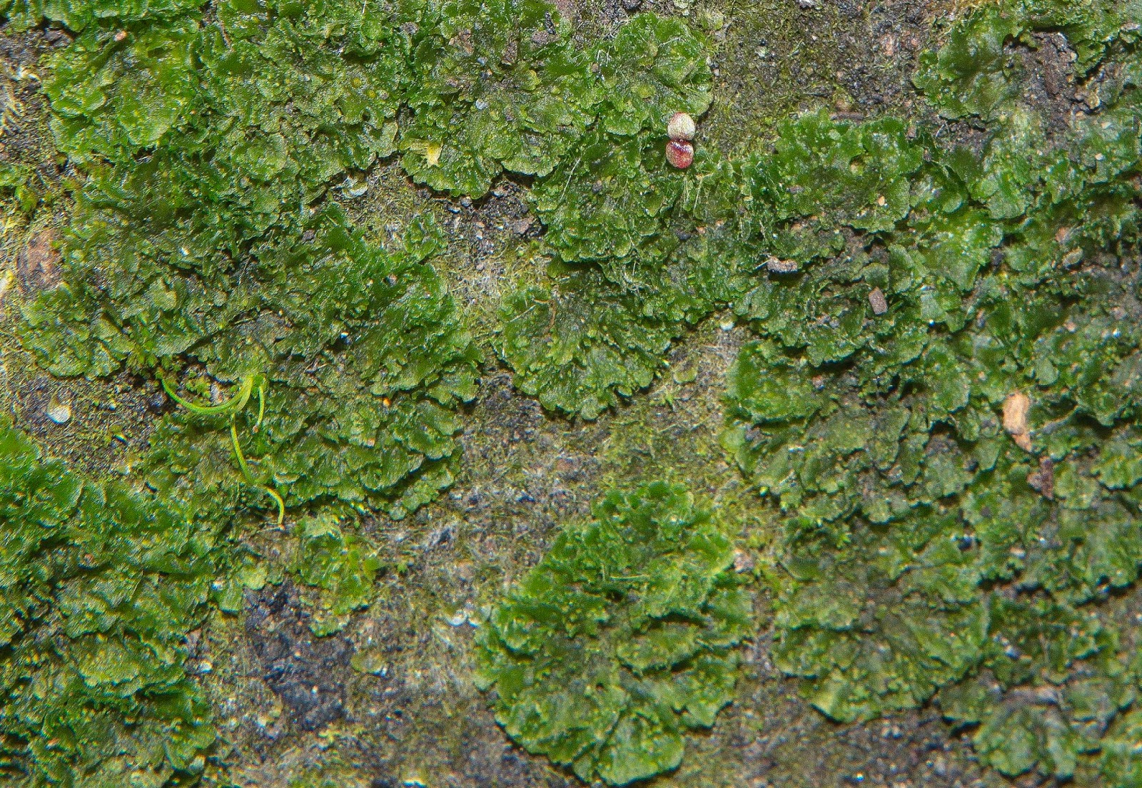 South Wales Bryophytes: Anthoceros punctatus in Afan Forest Park
