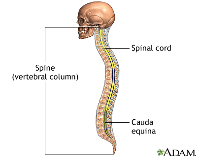 MEDUL·LA ESPINAL - EL COS HUMÀ