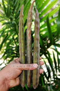 Cariwak Digital Media: Saijan - The anti-aging nutritious miracle pod