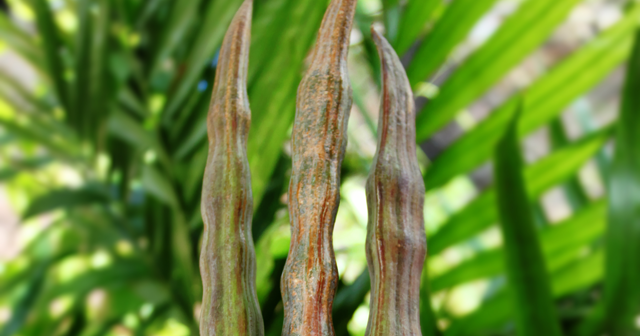 Cariwak Digital Media: Saijan - The anti-aging nutritious miracle pod